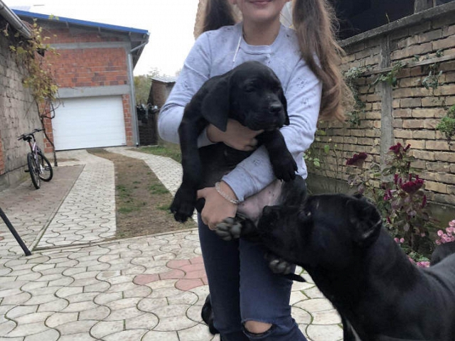 CANE CORSO stenci odlicnog kvaliteta