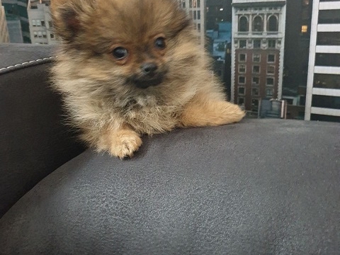 Pomeranac spic