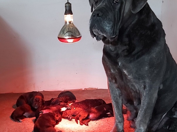 Cane corso štenci