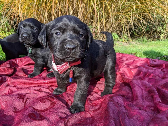 LABRADORI stenci vrhunskog kvaliteta