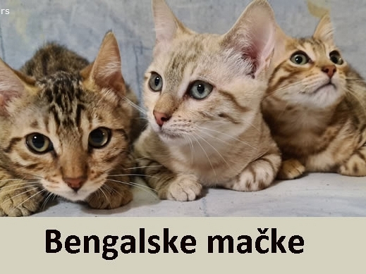 bengalaska macke