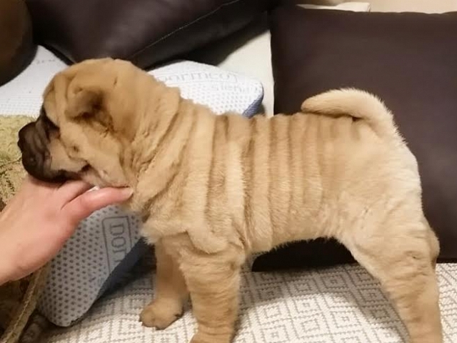 Shar Pei stenci