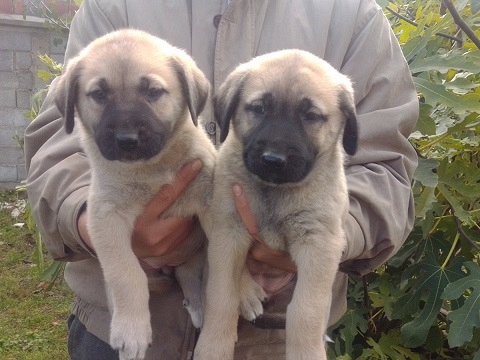 Kangal stenci