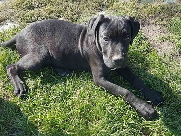 Cane corso