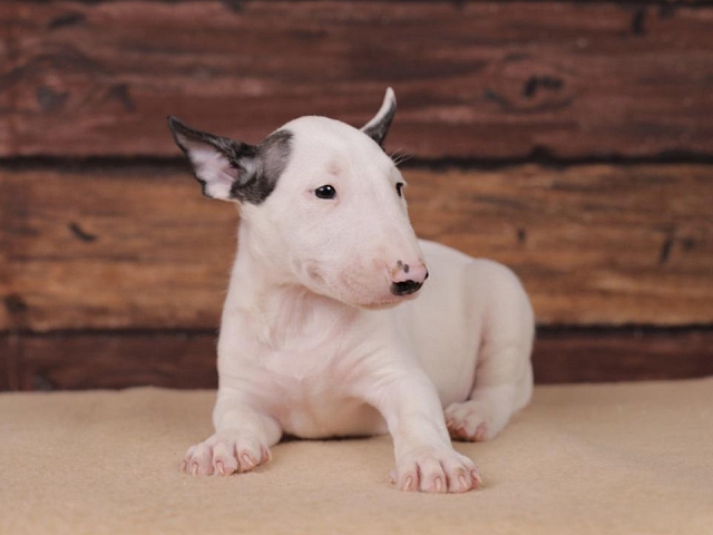 BUL TERIJER stenci sampionskog porekla