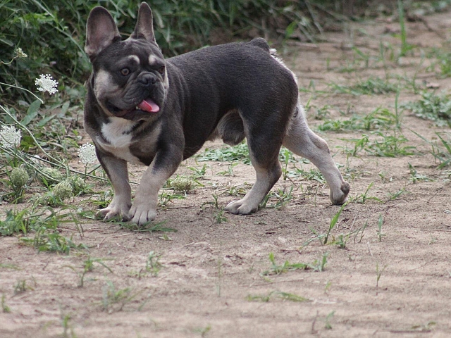 Plavi Francuski buldog za parenje