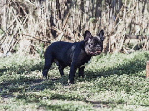 Francuski buldog, odrasli muzijak