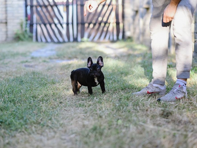 Muzijak Francuskog buldoga