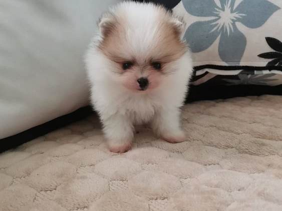 Pomeranac BOO