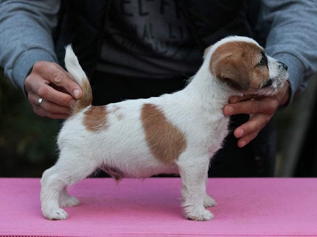 DZEK RASEL terijer - muzjak