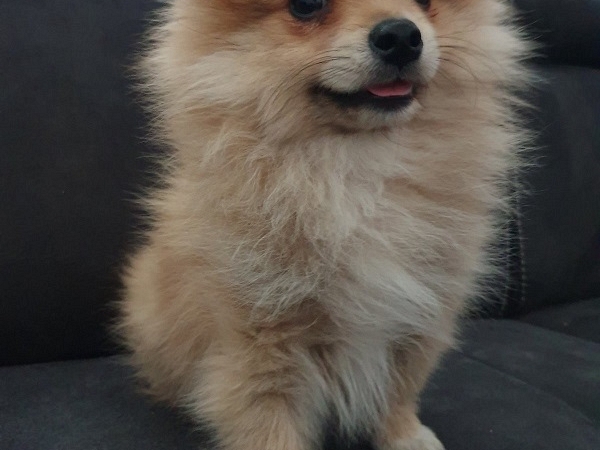 Pomeranac spic