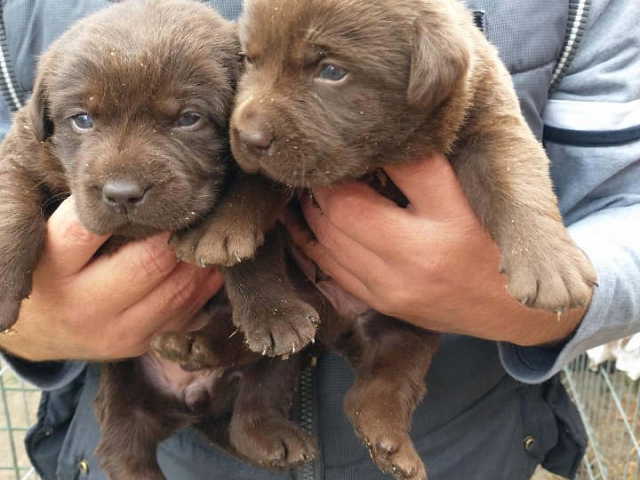 Cokoladni LABRADORI vrhunskog porekla