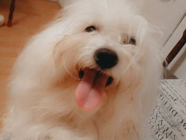 Coton de TULEAR - zenksa, hitno i POVOLJ