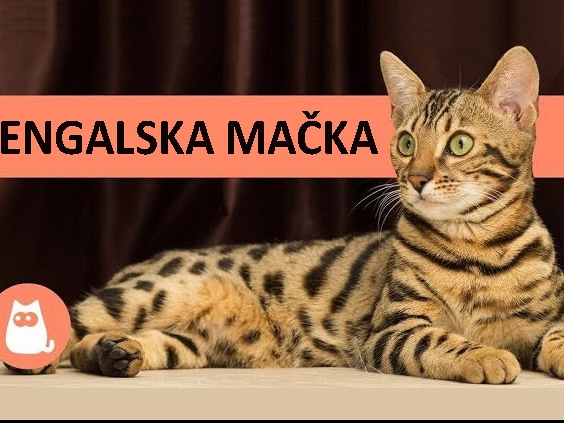 Bengalske mačke - Vredi Pogledati