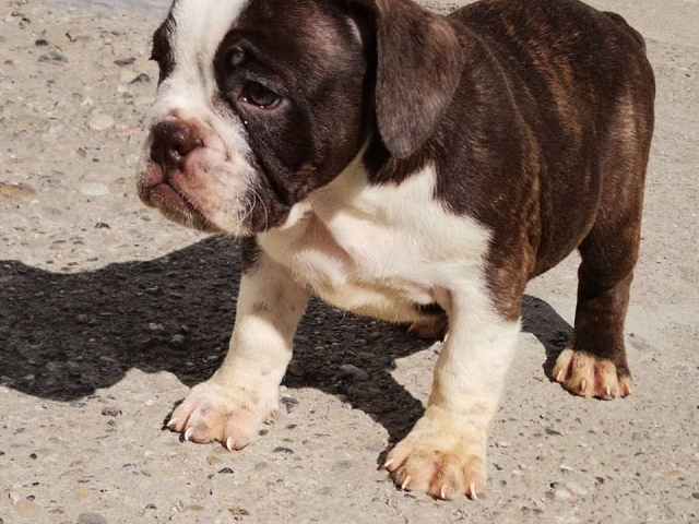 AMERICAN BULLY prelepa atraktivna stenad
