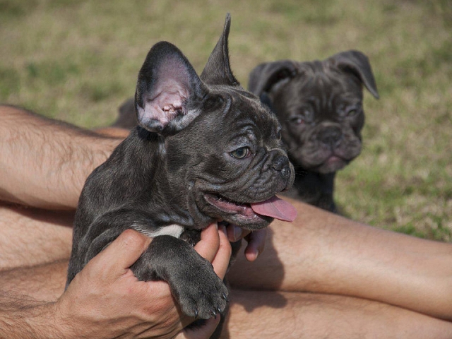 FRANCUSKI BULDOG stenci blue boje