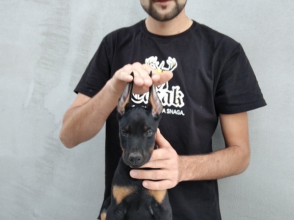 Doberman štenci