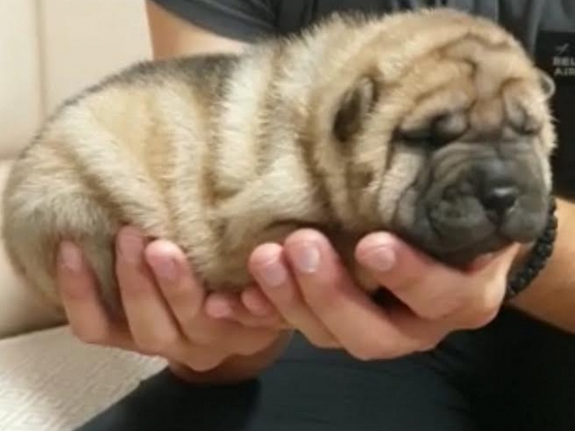 Shar Pei stenci