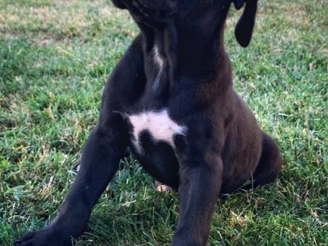 Cane Corso stenci