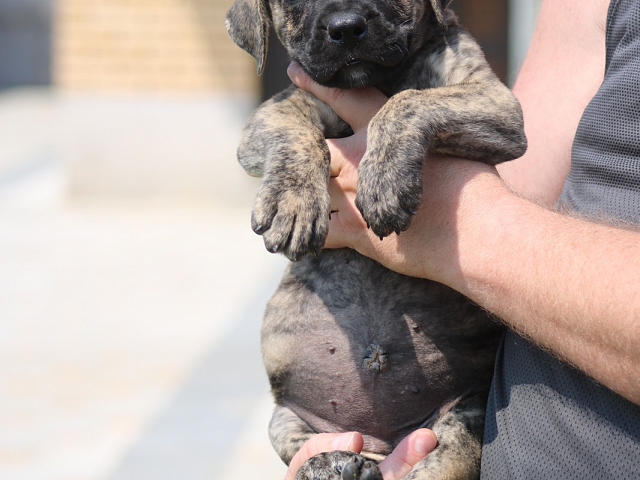 Presa Canario štenci