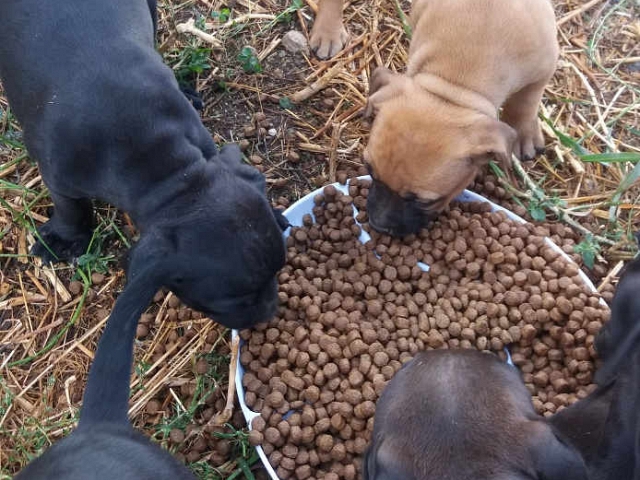 Stenci PITBULLA na prodaju