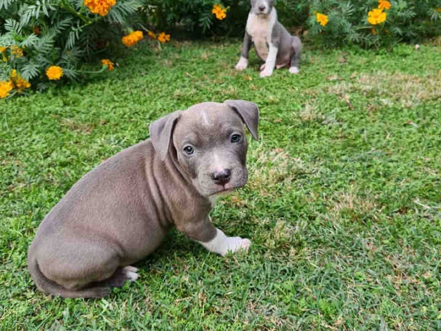STAFORDSKI TERIJER plavi stenci