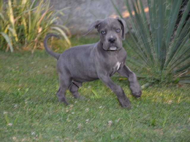 CANE CORSO sivi stenci, oba pola