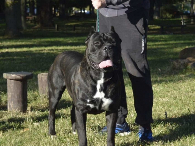 CANE CORSO muzjak za parenje