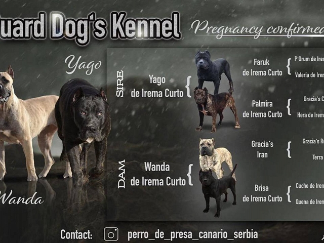 Perro de Presa CANARIO - uvezeni sa Kanarskih ostrva