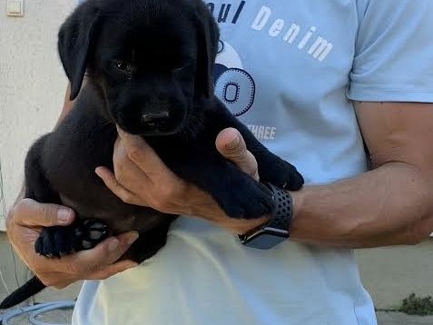 Labrador Retriver VRHUNSKI štenci