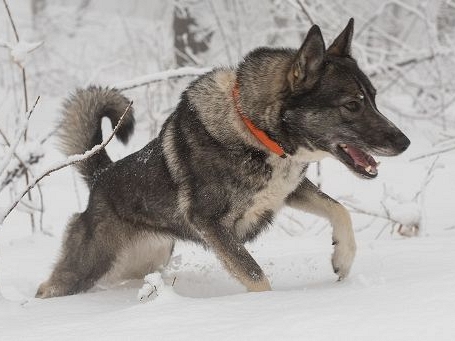 Zapadno sibirska lajka štenci