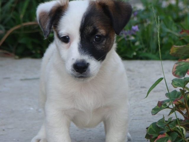 DZEK RASEL TERIJER štenci