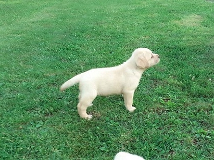 LABRADOR štenci vrhunskog porekla
