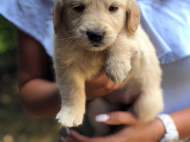 Mešanci LABRADORA i ZLATNOG RETRIVERA