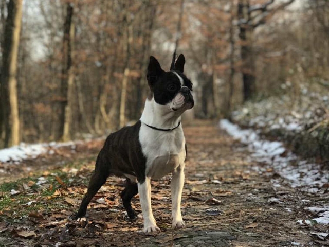 Muzjak BOSTON TERIJERA slobodan za parenje