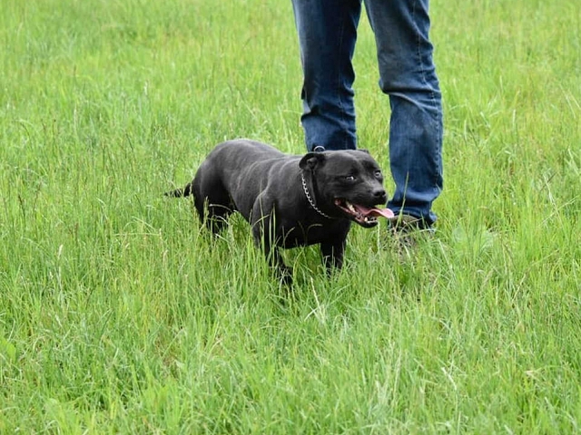 zenka Stafordskog BULLTERRIER stara 2 godine