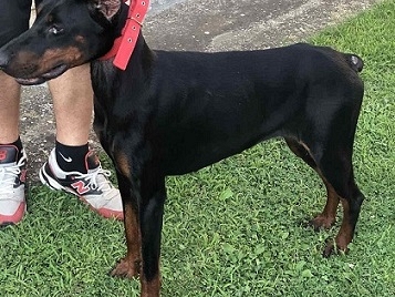 Doberman