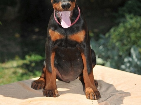 Doberman štenci