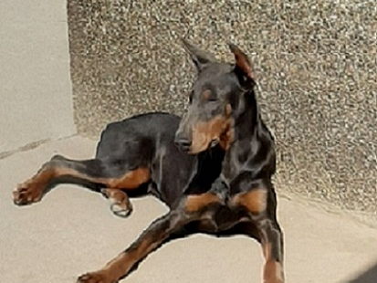 Doberman zenka