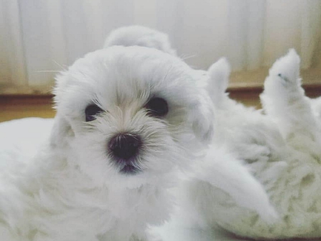 Coton de tulear ženka