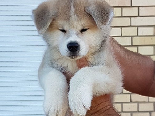 Stenci Akita Inu