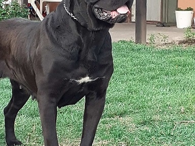 Cane corso štenci