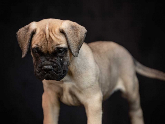 Odgajivačnica bullmastiff-a "Home of Guardians"
