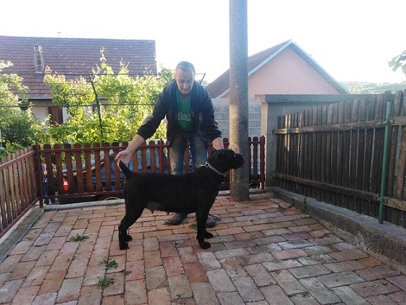 CANE CORSO odrasli psi