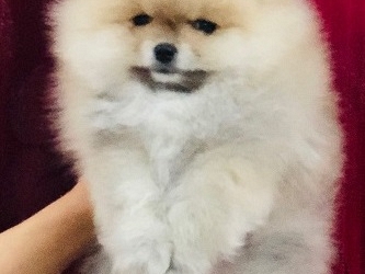 Pomeranski špic,Pomeranac,Pomeranian,Boo štenci