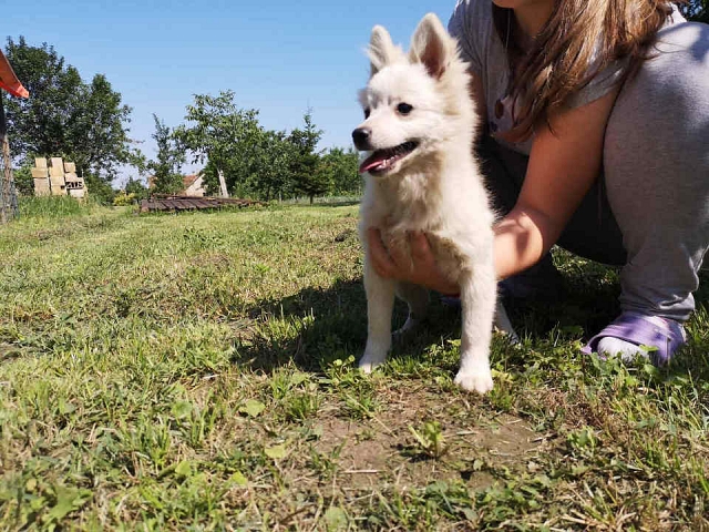 prodajem musko belo stene NEMACKOG PATULJASTOG SPICA