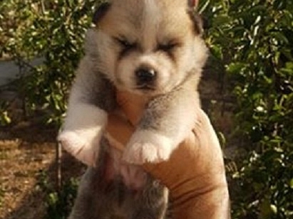Akita Inu