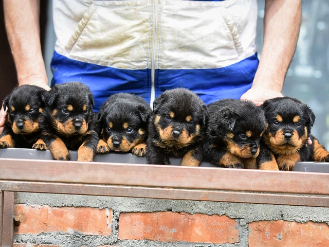 ROTVAJLER vrhunski stenci