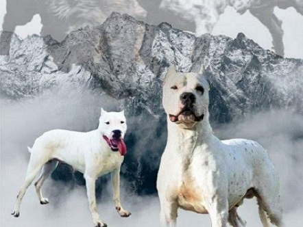Dogo Argentino, štenci