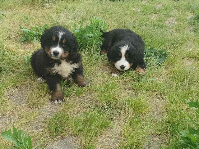 BERNSKI PLANINSKI pas - vrhunskog porekla